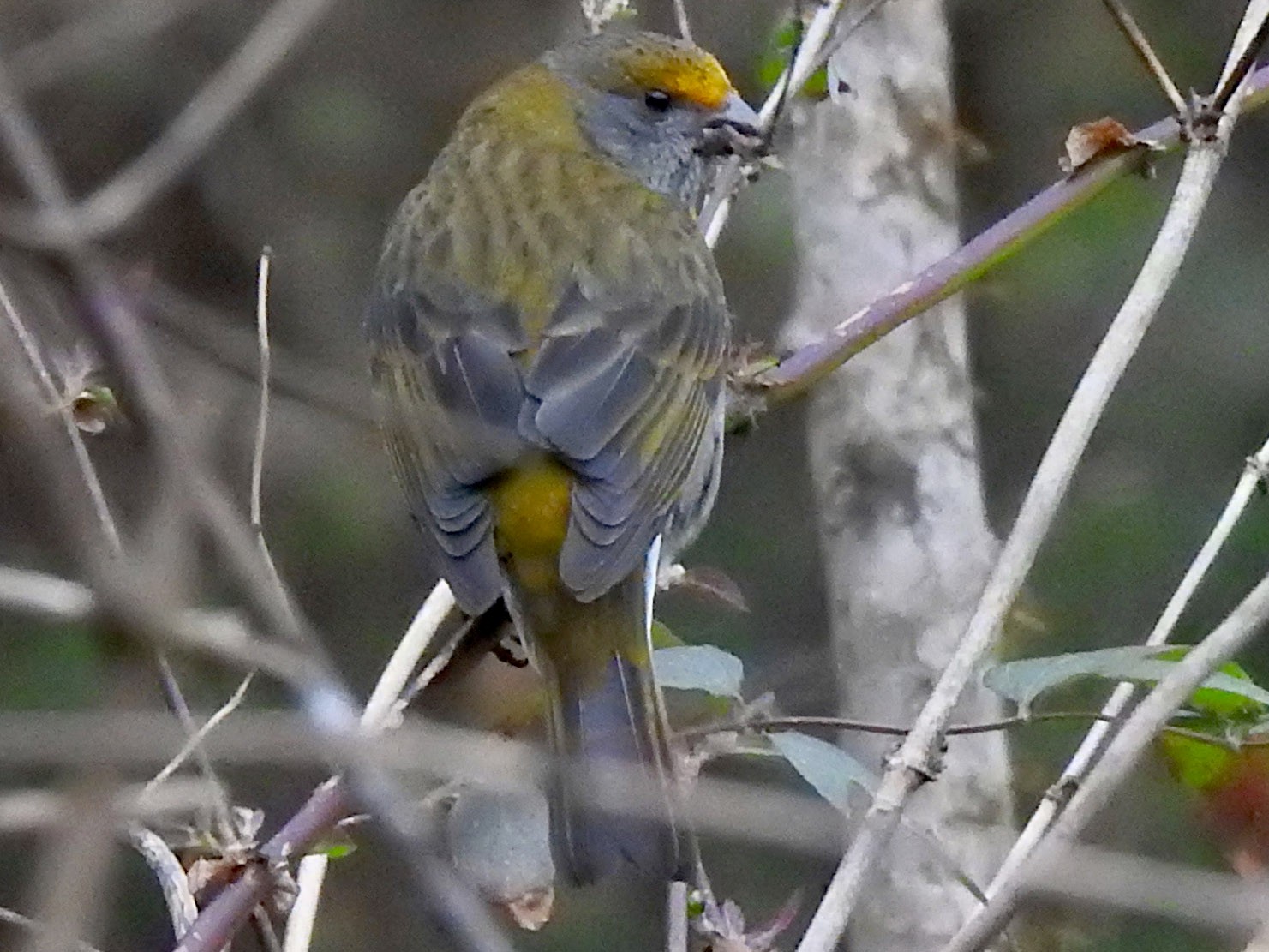 Crimson-browed Finch - eBird