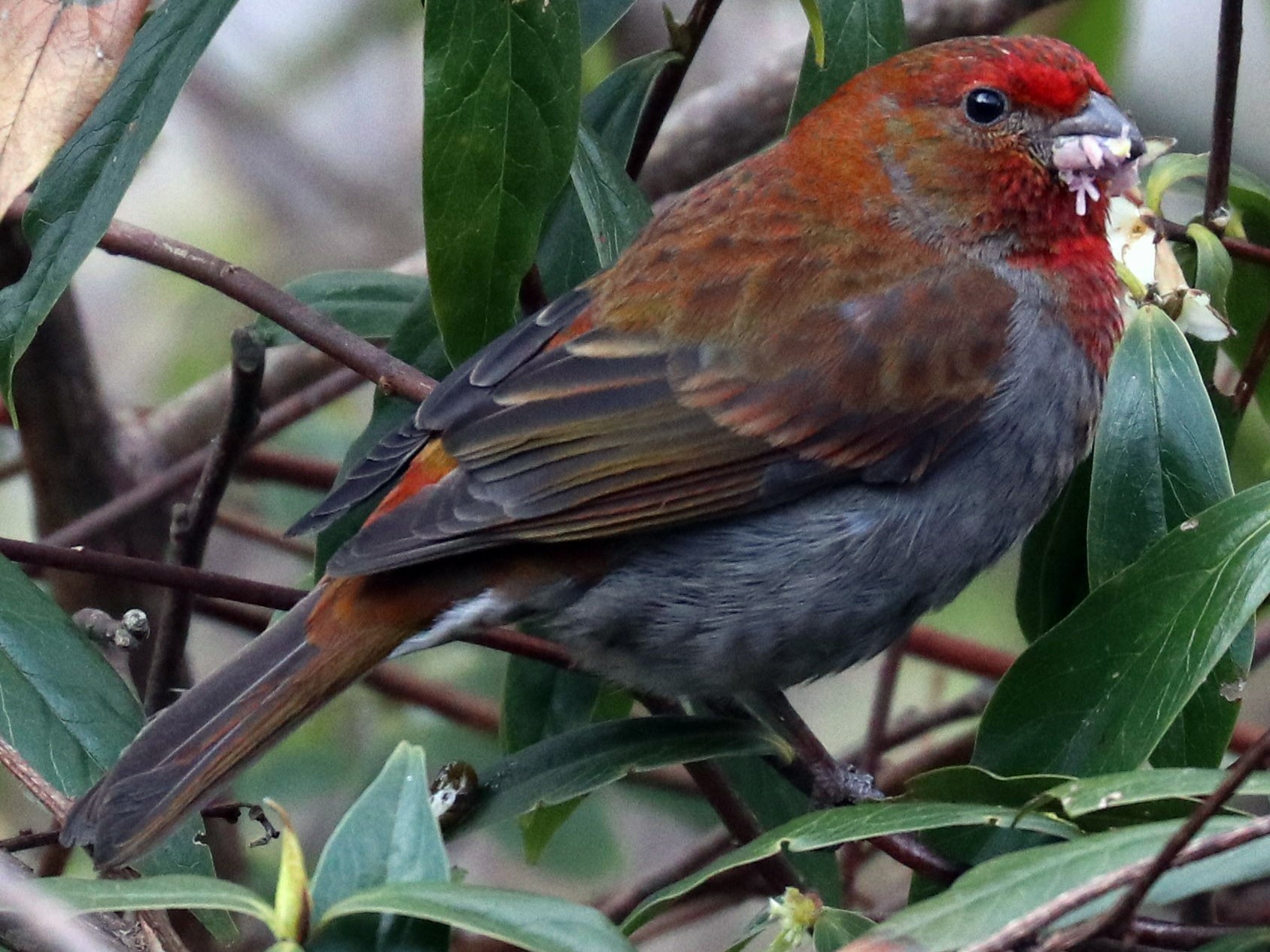 Crimson-browed Finch - eBird