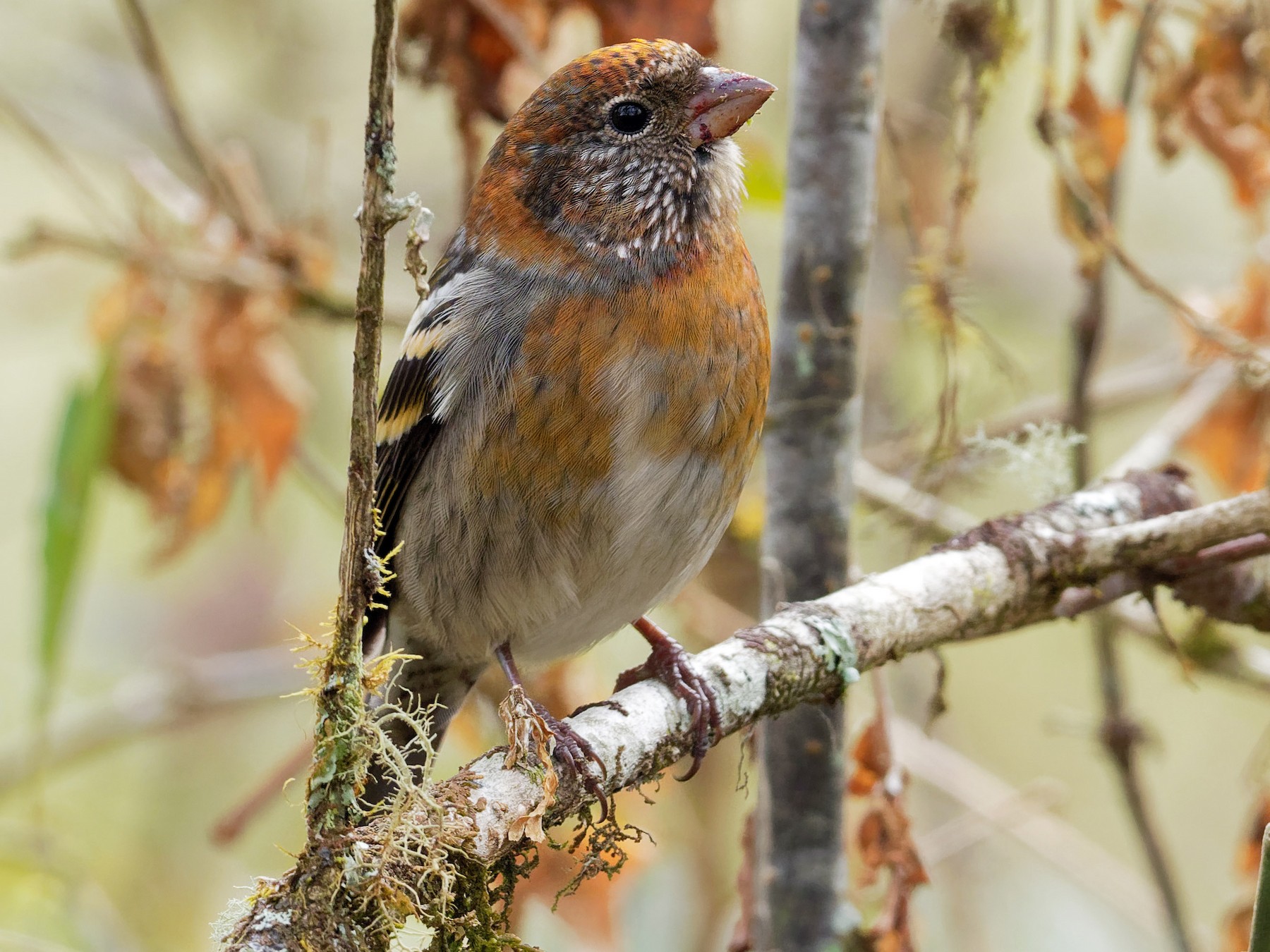 Three-banded Rosefinch - eBird
