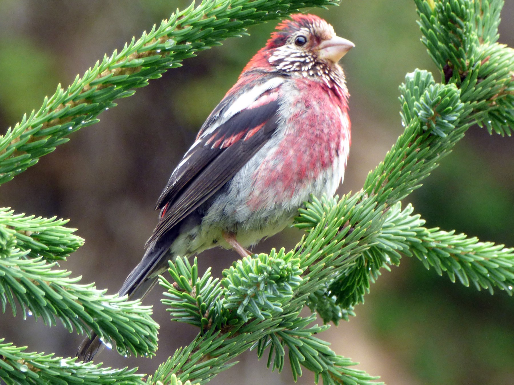 Three-banded Rosefinch - eBird