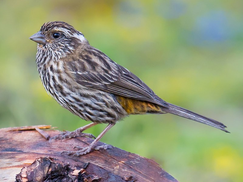 Chinese White-browed Rosefinch - eBird