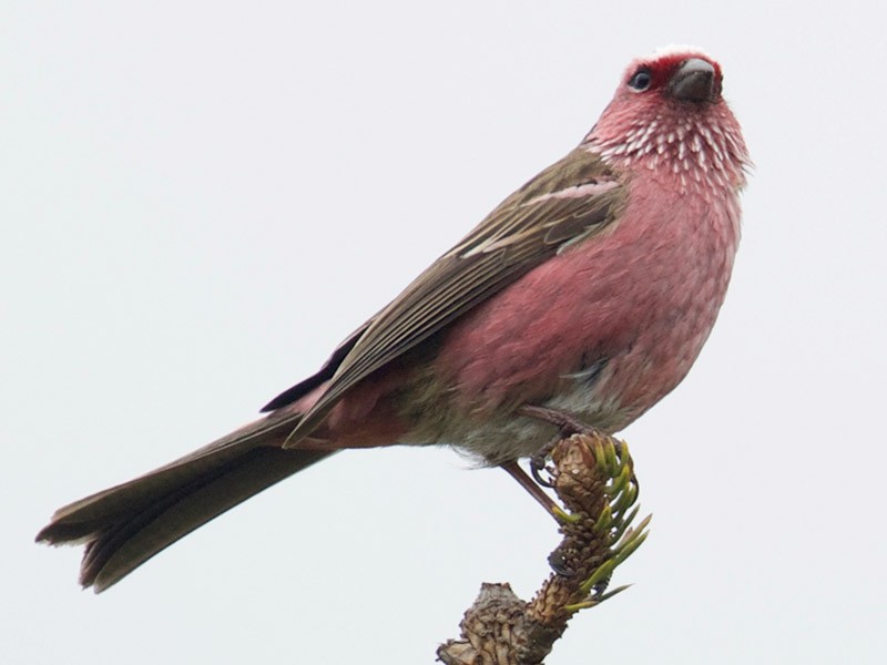 Chinese White-browed Rosefinch - eBird