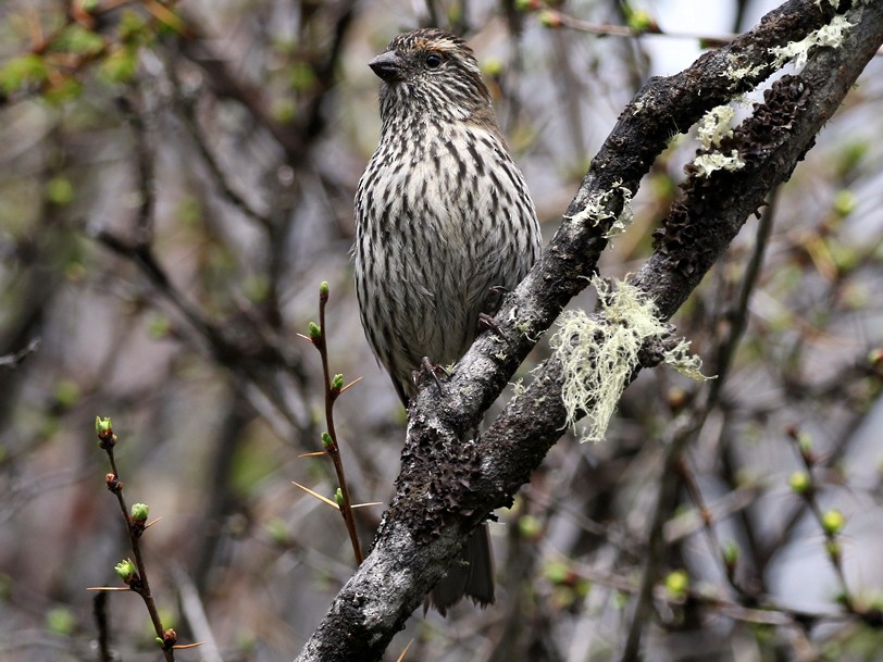 Chinese White-browed Rosefinch - eBird