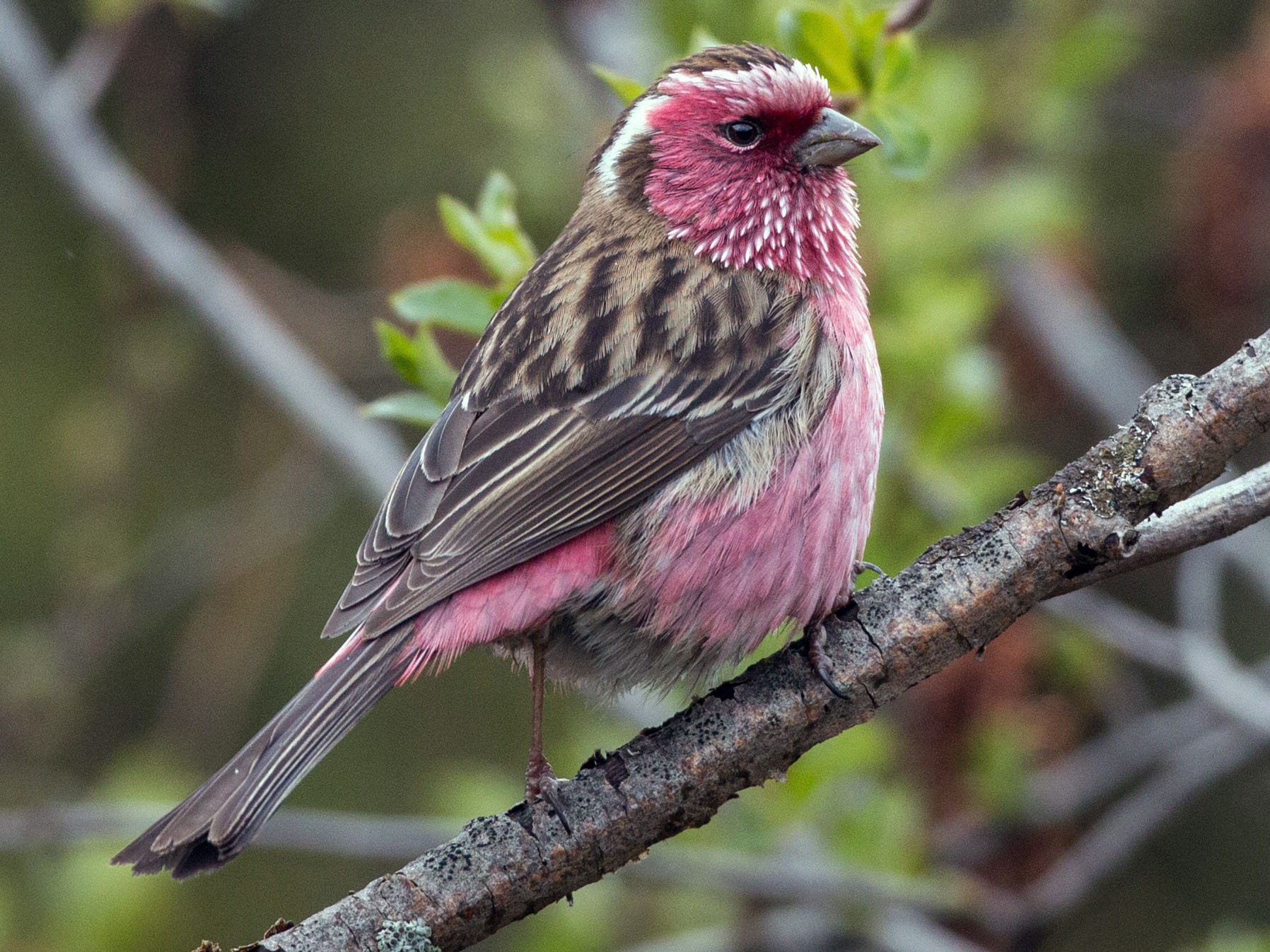 Chinese White-browed Rosefinch - eBird