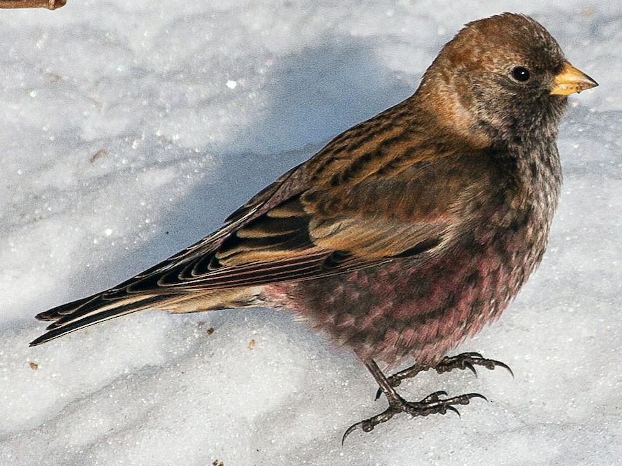 Asian Rosy-Finch - eBird