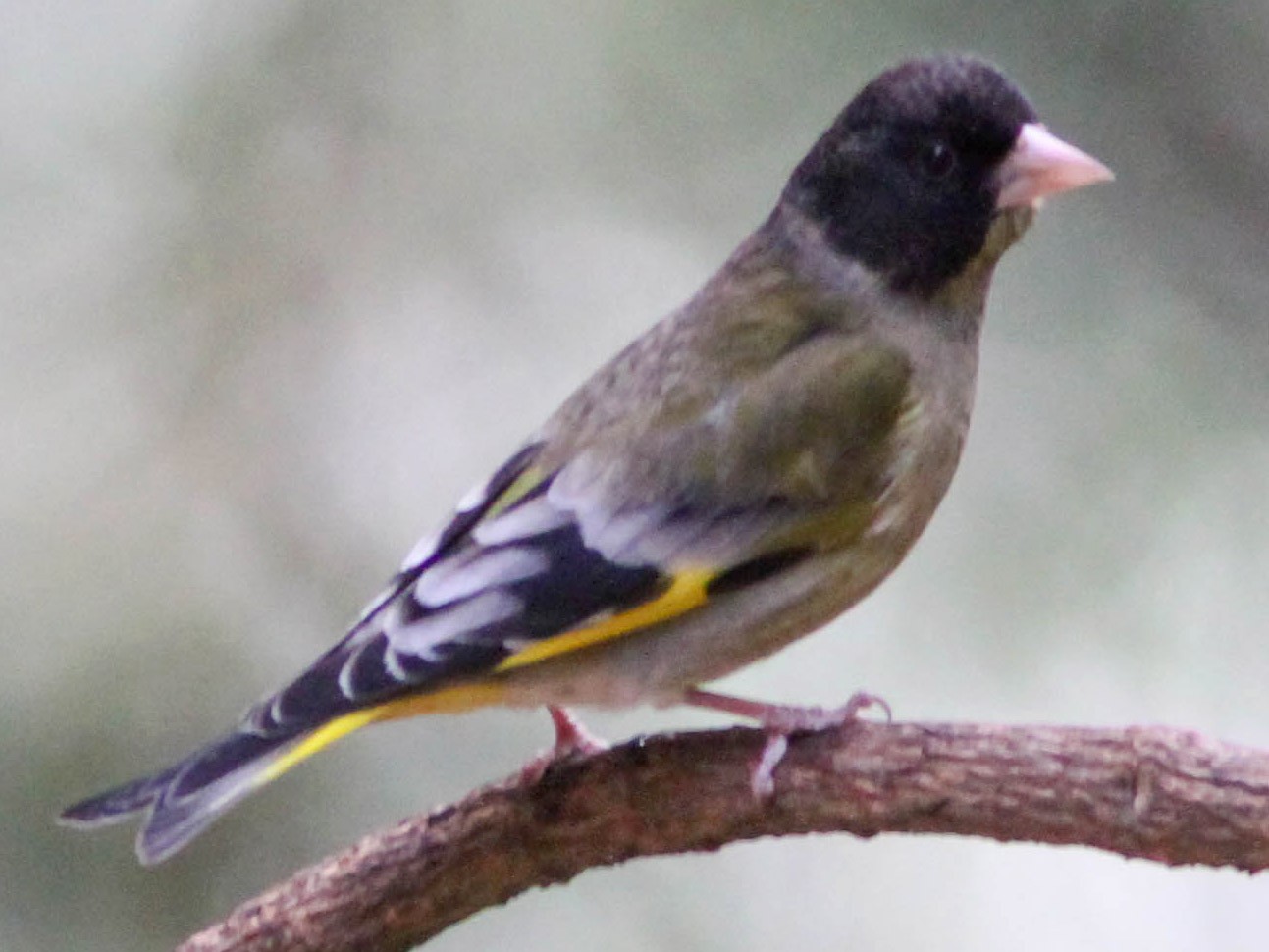 Black-headed Greenfinch - eBird