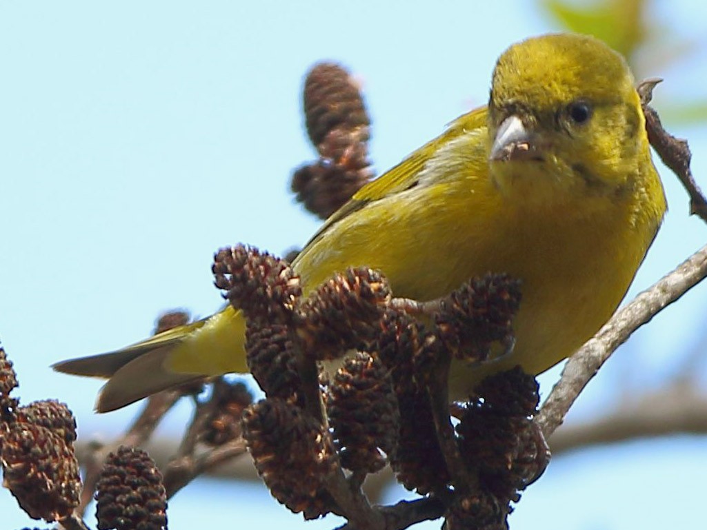 Tibetan Serin - eBird
