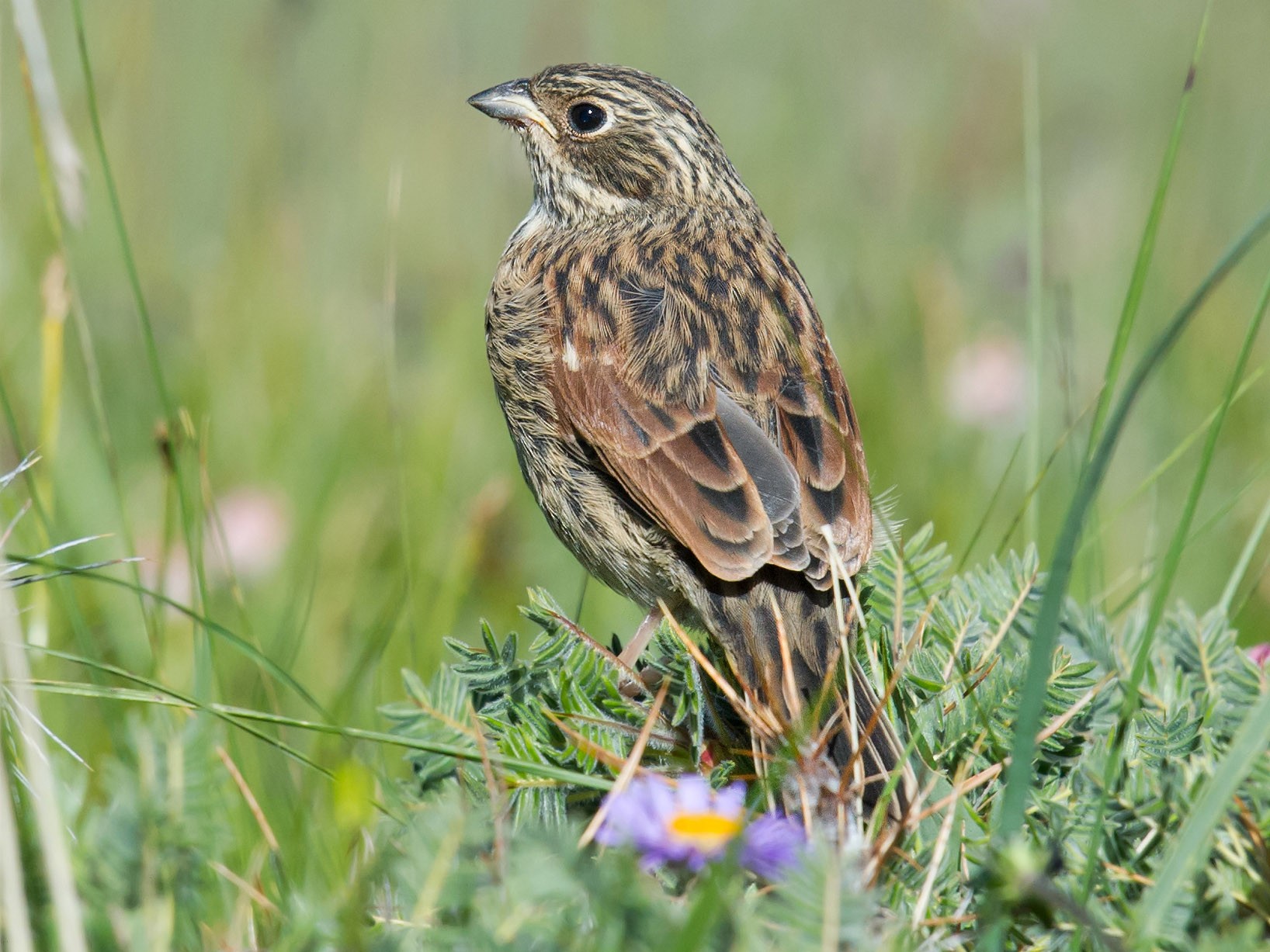 Tibetan Bunting - eBird