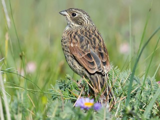 Tibetan Bunting - eBird
