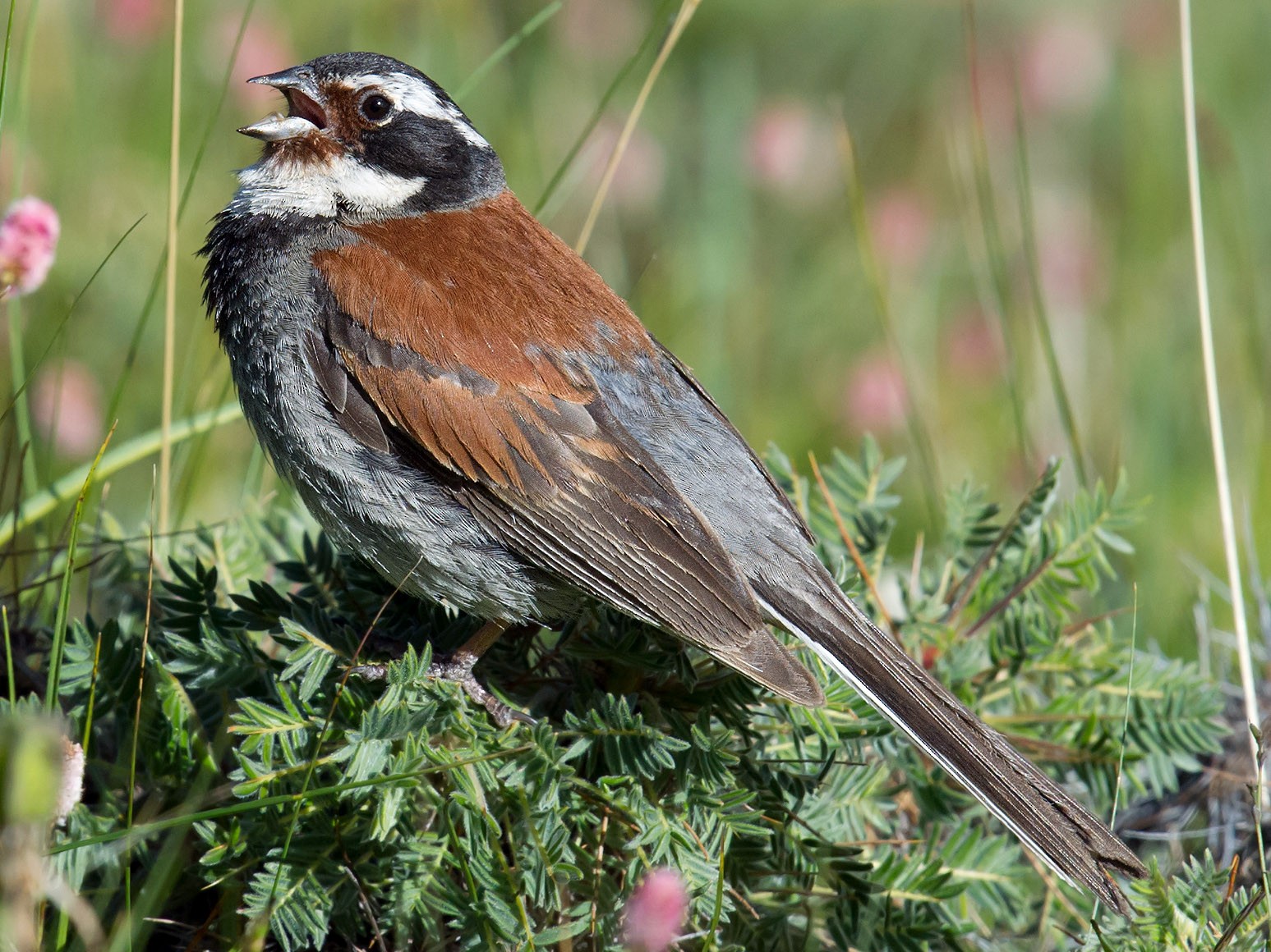 Tibetan Bunting - eBird