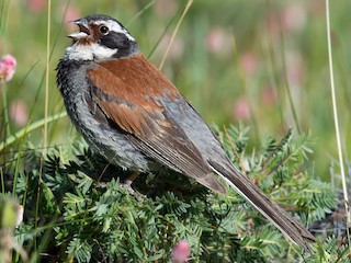 Tibetan Bunting - eBird