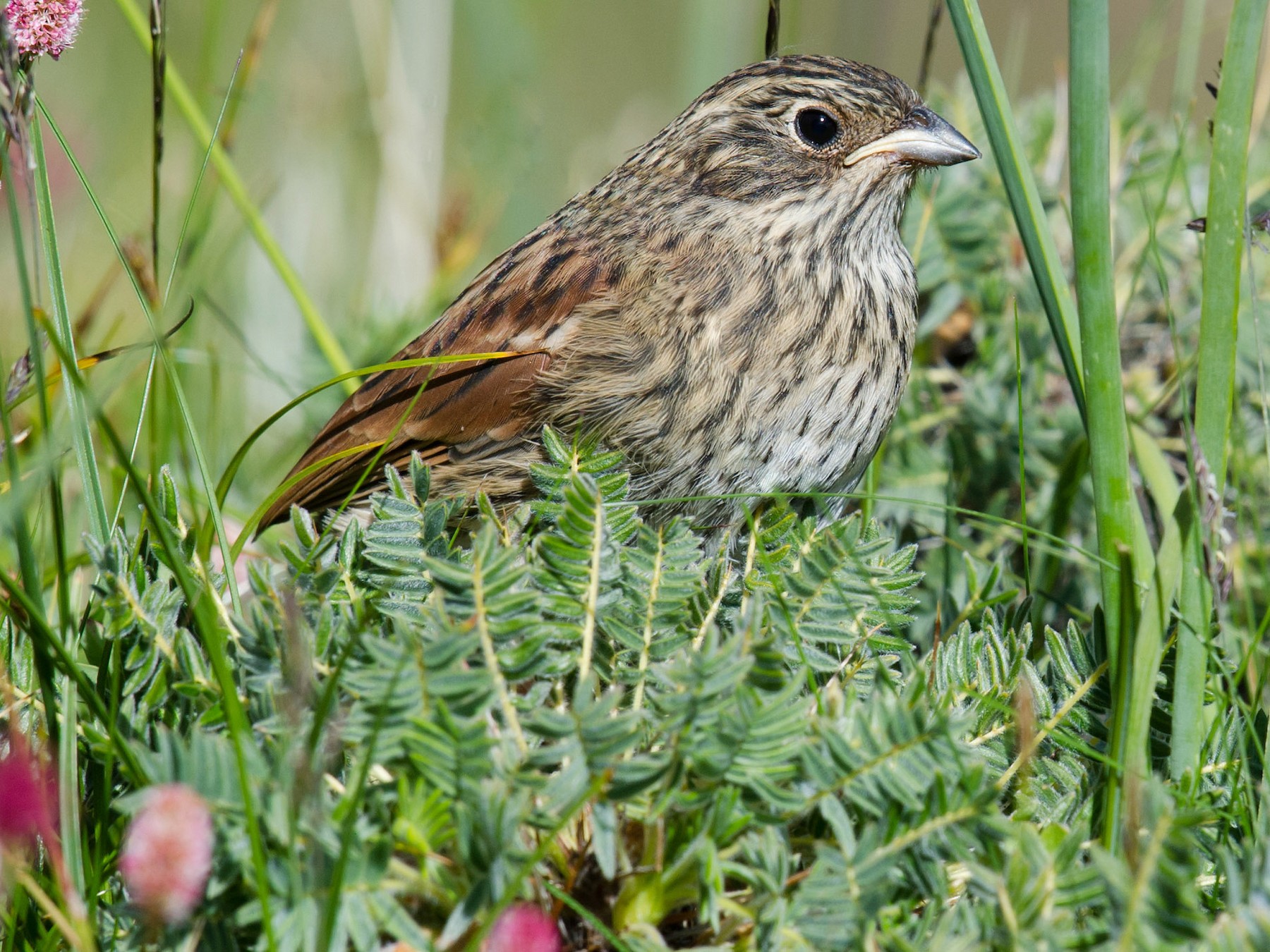 Tibetan Bunting - eBird