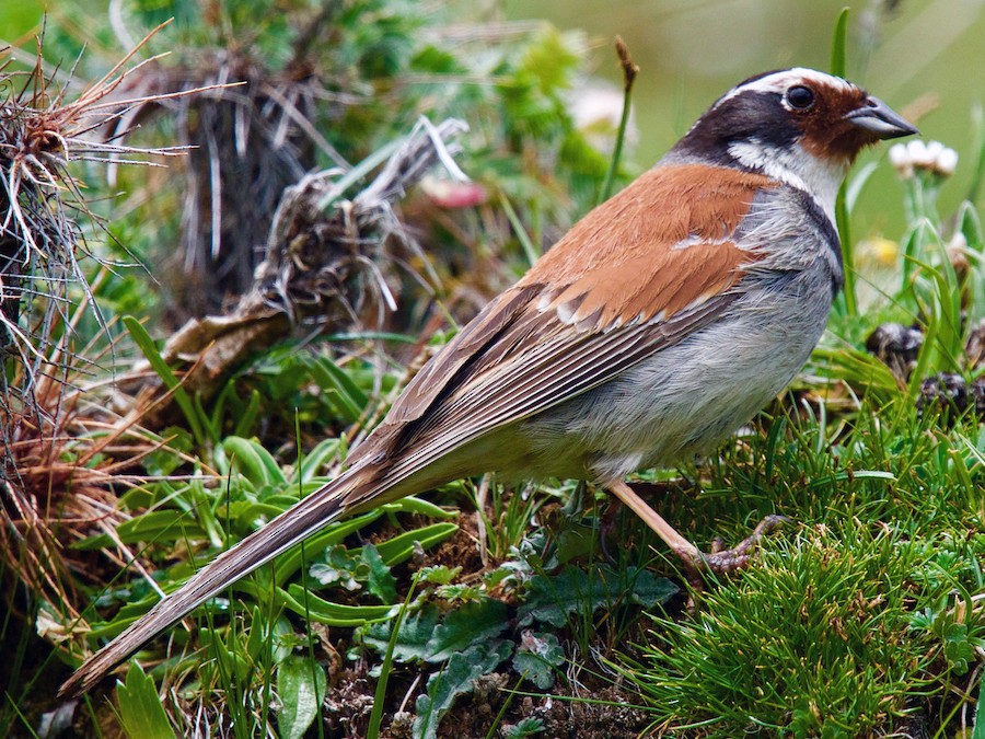 Tibetan Bunting - eBird
