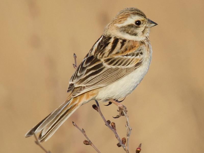 Rufous-backed Bunting - eBird