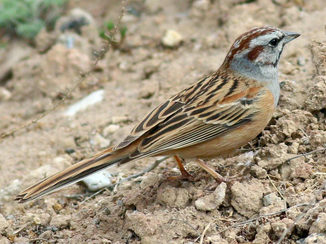 Godlewski's Bunting - eBird