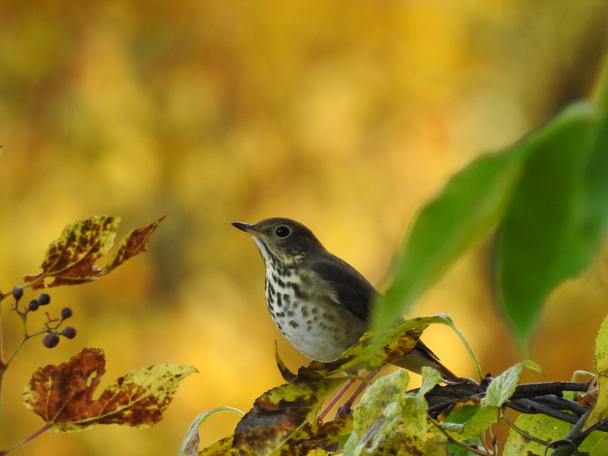 eBird Checklist - 16 Oct 2019 - UMass Amherst--Orchard Hill - 33 species