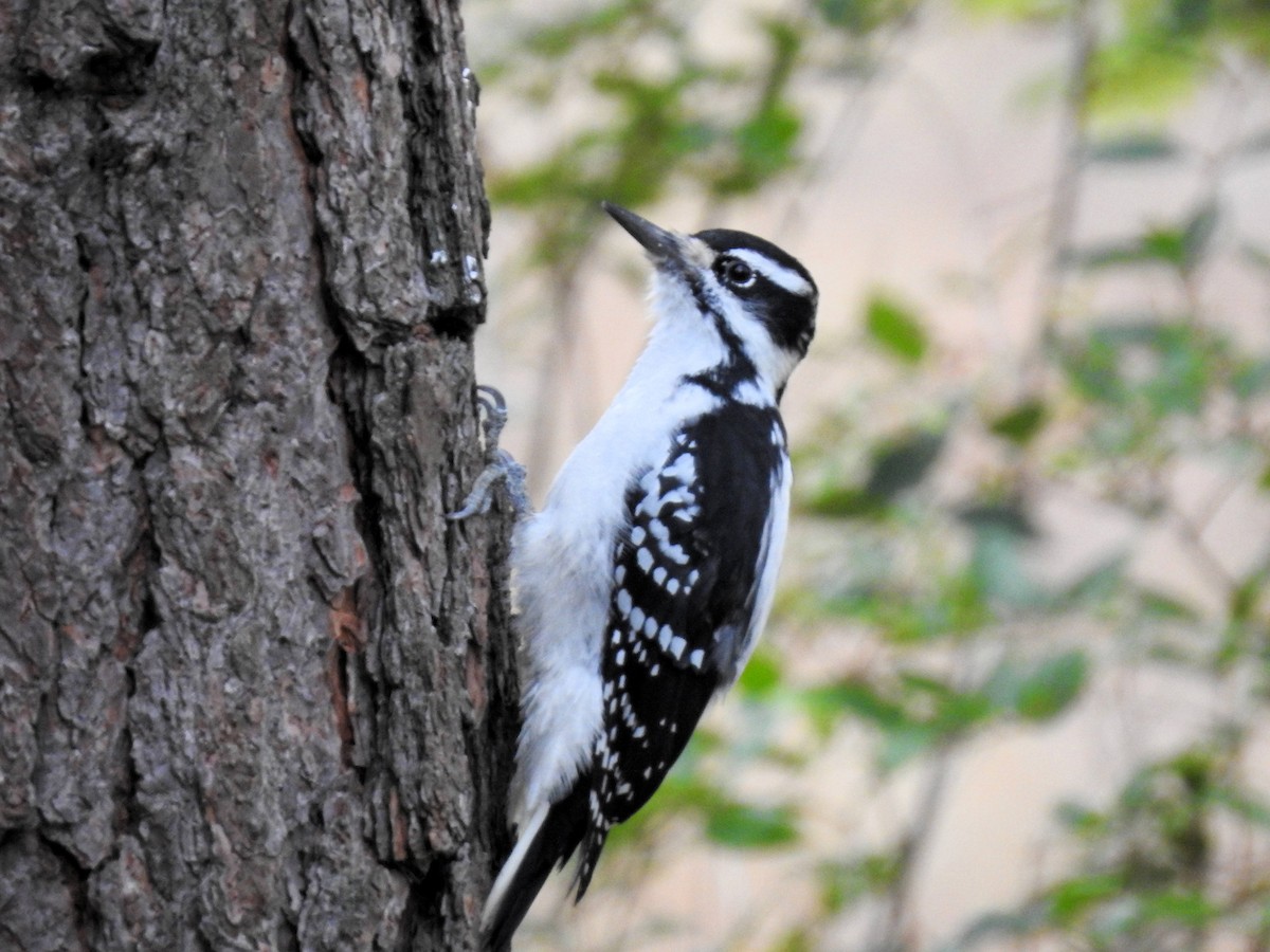 eBird Checklist - 2 Oct 2019 - 615 W Paradise Rd, Spokane US-WA (47. ...