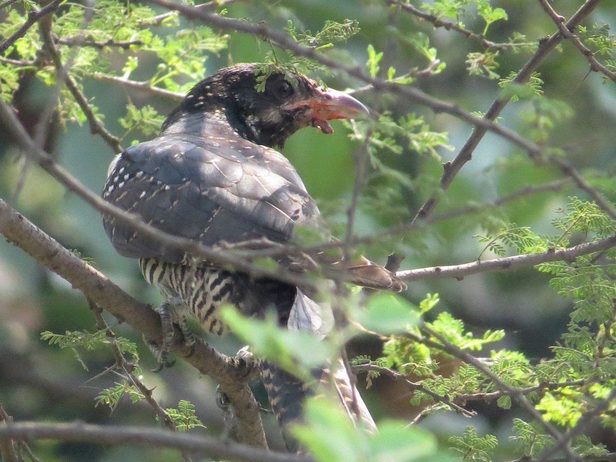 eBird India Checklist - 19 Oct 2019 - Bhondsi Nature Park - 56 species