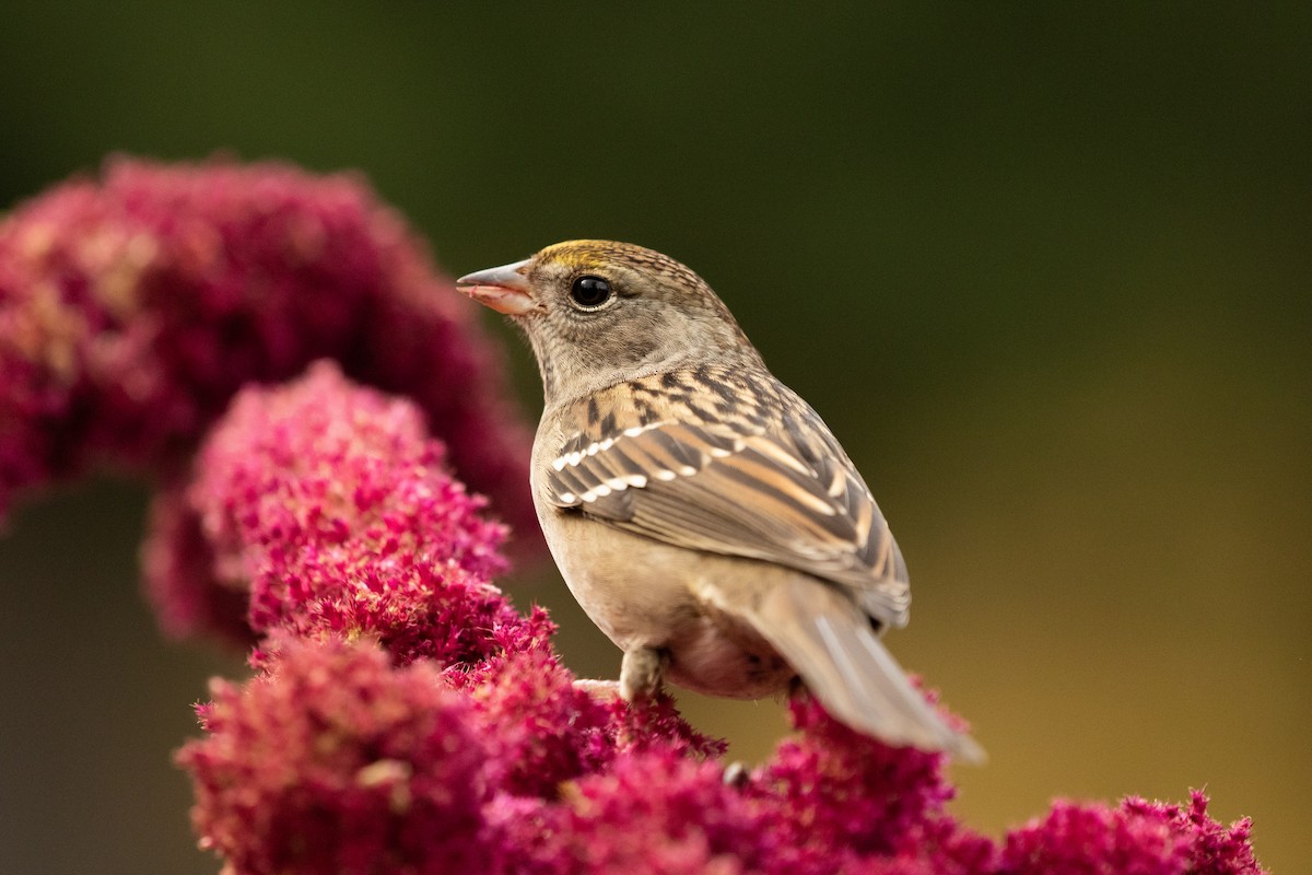 Win a free spot in the Cornell Lab’s gardening for birds course - eBird