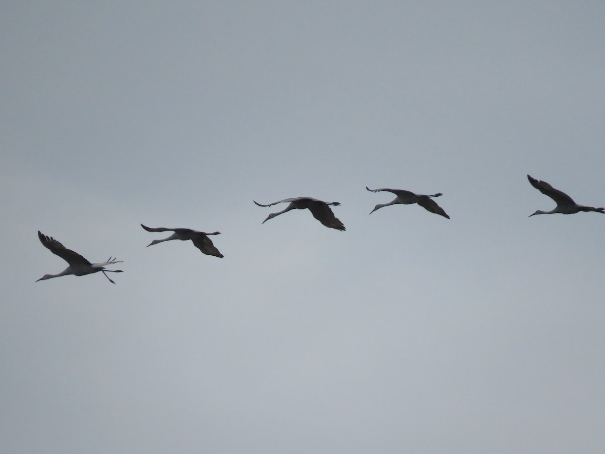 eBird Checklist - 20 Oct 2019 - Killdeer Plains Wildlife Area--Pond 27 ...