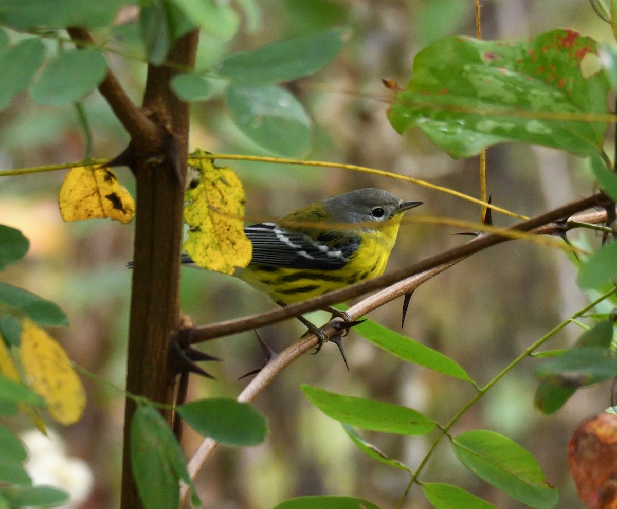 eBird Checklist - 6 Oct 2019 - Pandapas Pond Day Use Area - 30 species