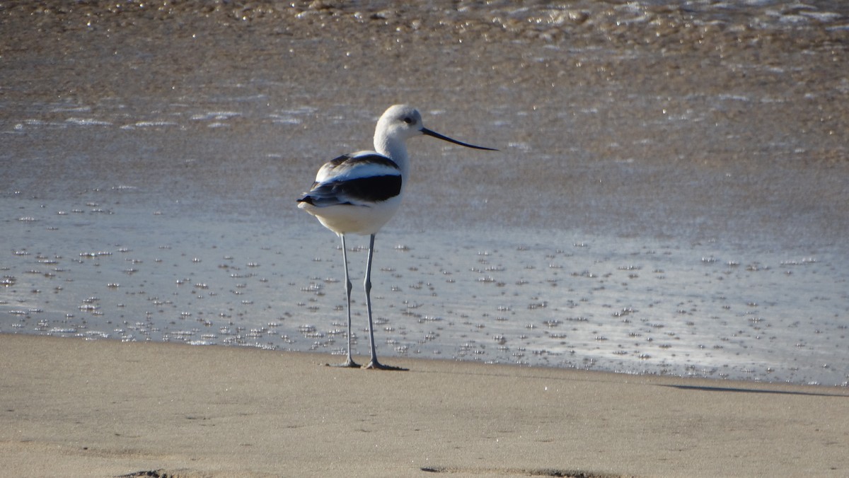 eBird Checklist - 20 Oct 2019 - Playa del Rey/Ballona area - 46 species