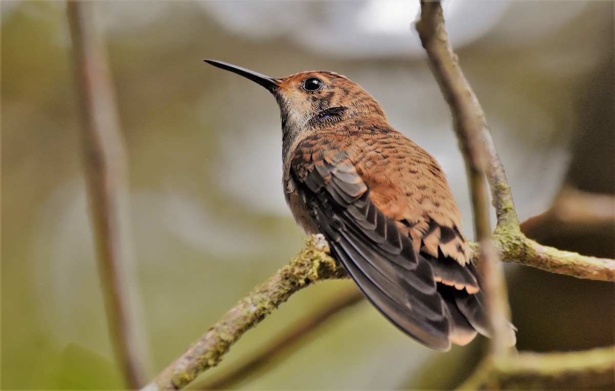 eBird Checklist - 14 May 2019 - Curi Cancha - 45 species