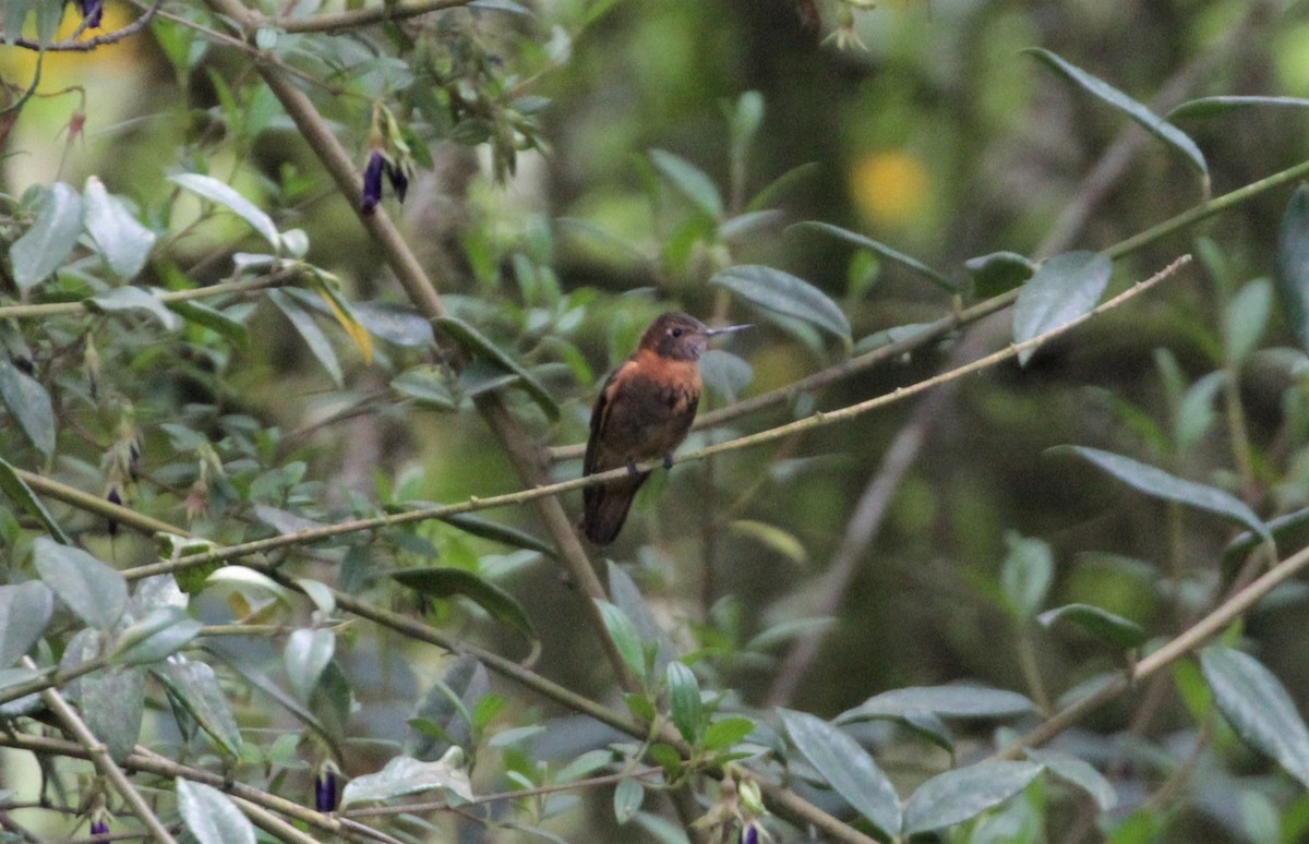 ML183338411 - Shining Sunbeam - Macaulay Library
