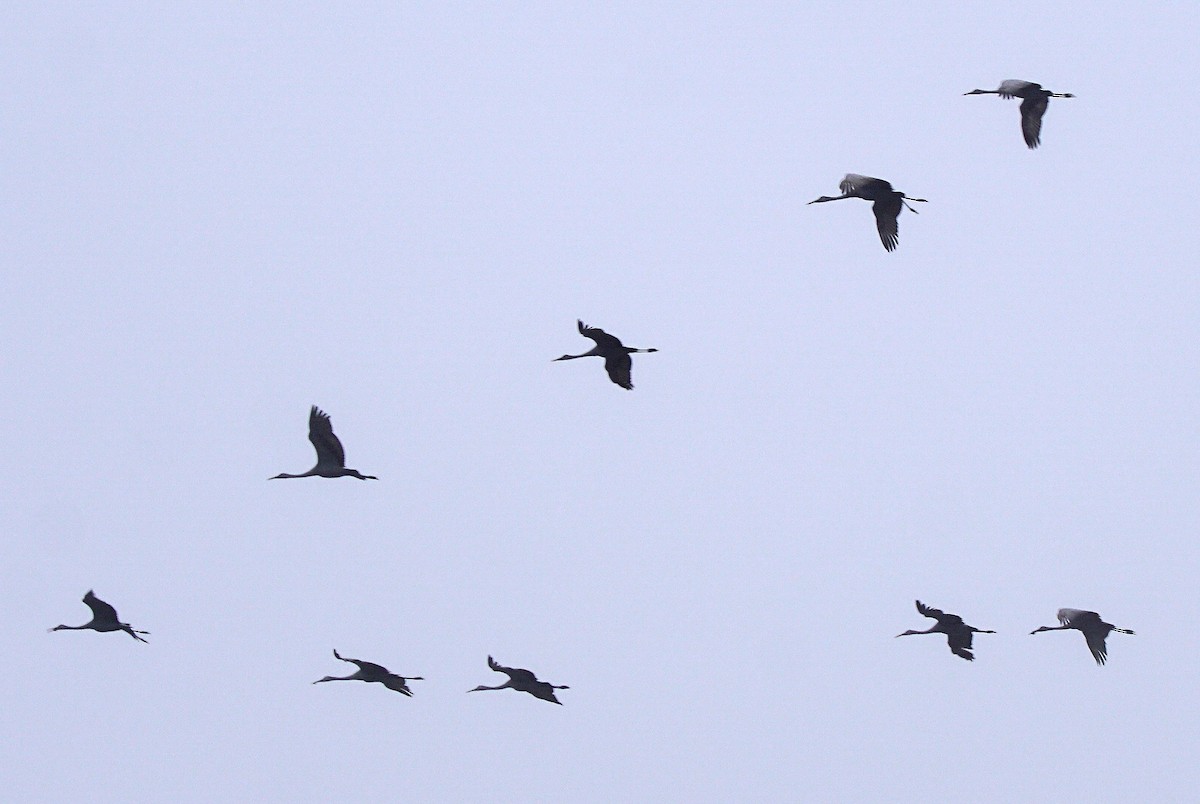 eBird Checklist - 21 Oct 2019 - Killdeer Plains Wildlife Area--Pond 27 ...