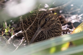 Snares Island Snipe - Coenocorypha huegeli - Birds of the World