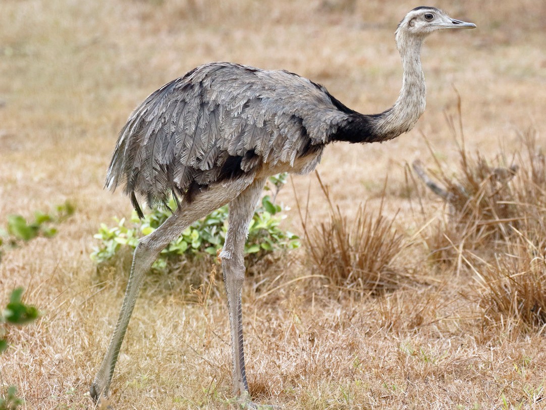 Greater Rhea - eBird