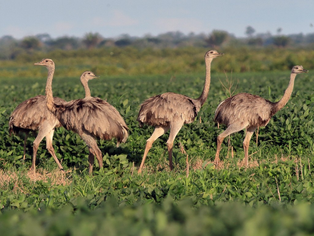 Greater Rhea - eBird