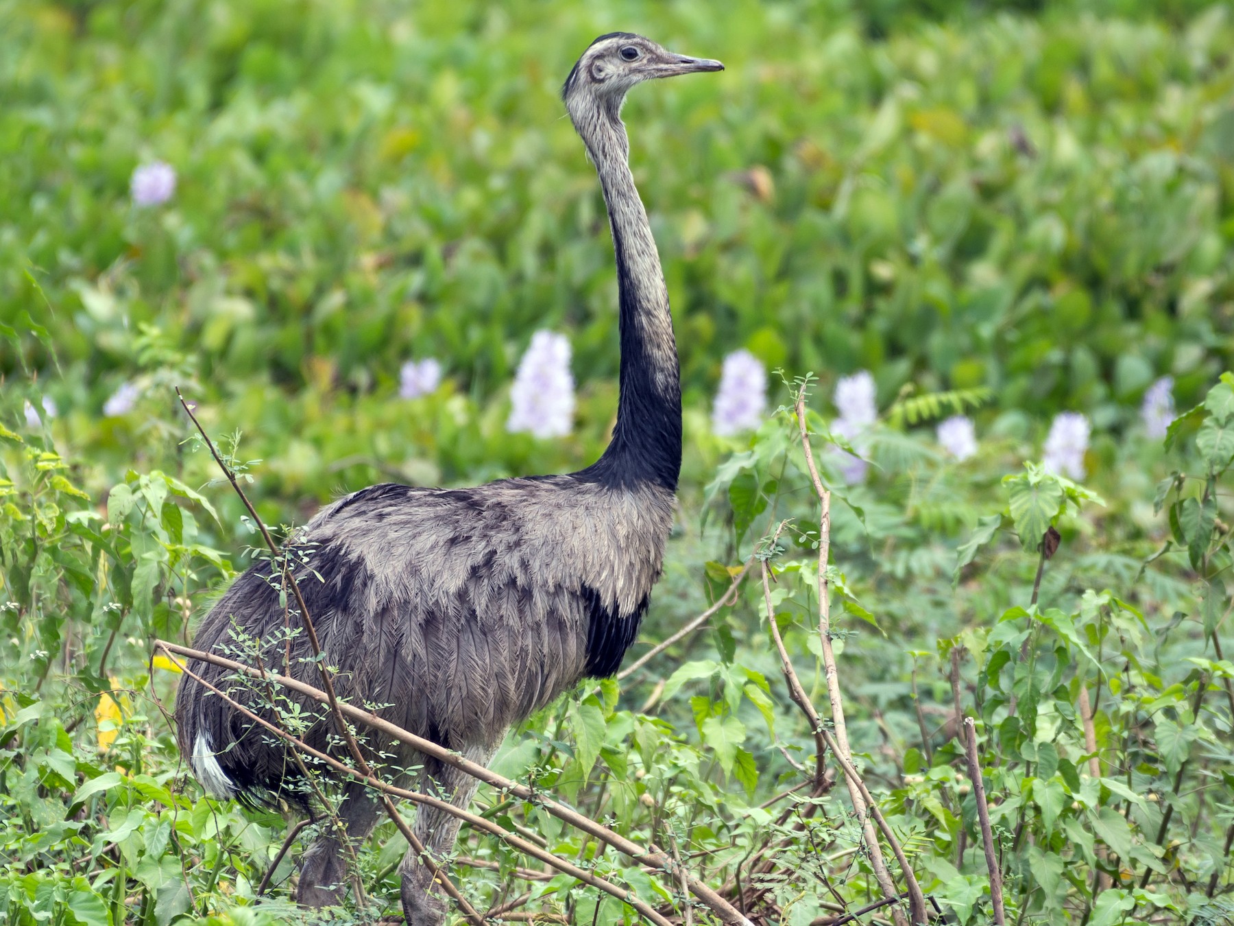 Greater Rhea - eBird