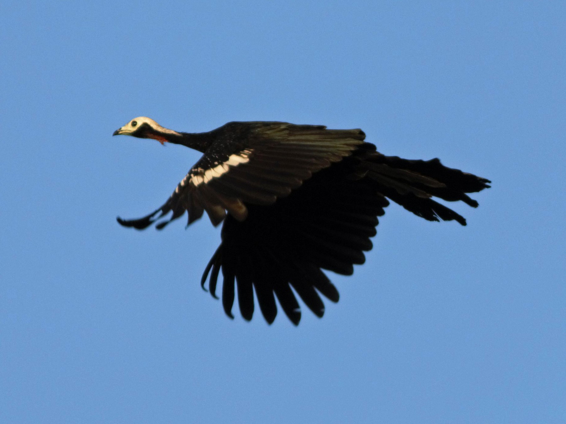 Red-throated Piping-Guan - eBird