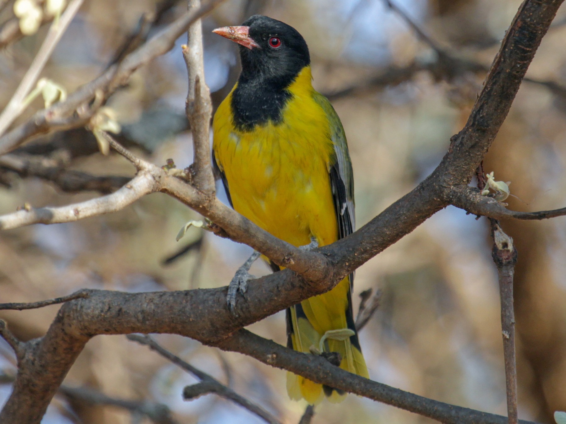African Black-headed Oriole - eBird