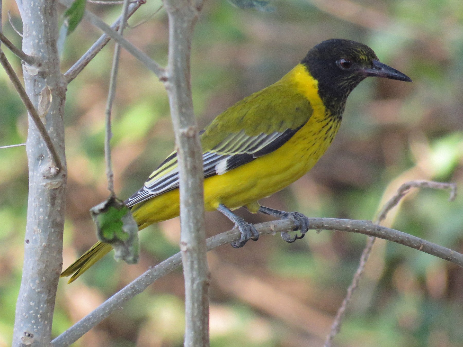 African Black-headed Oriole - eBird