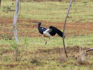 Abdim's Stork - eBird