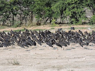 Abdim's Stork - eBird