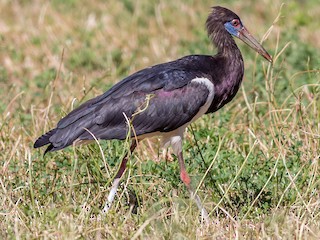 Abdim's Stork - eBird