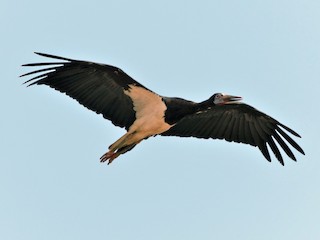 Abdim's Stork - eBird
