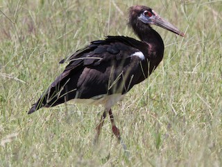 Abdim's Stork - eBird