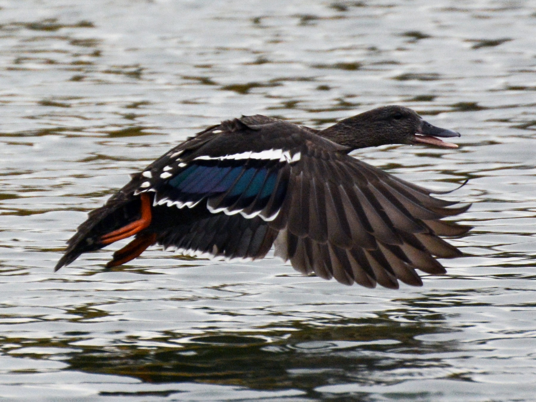 African Black Duck - eBird
