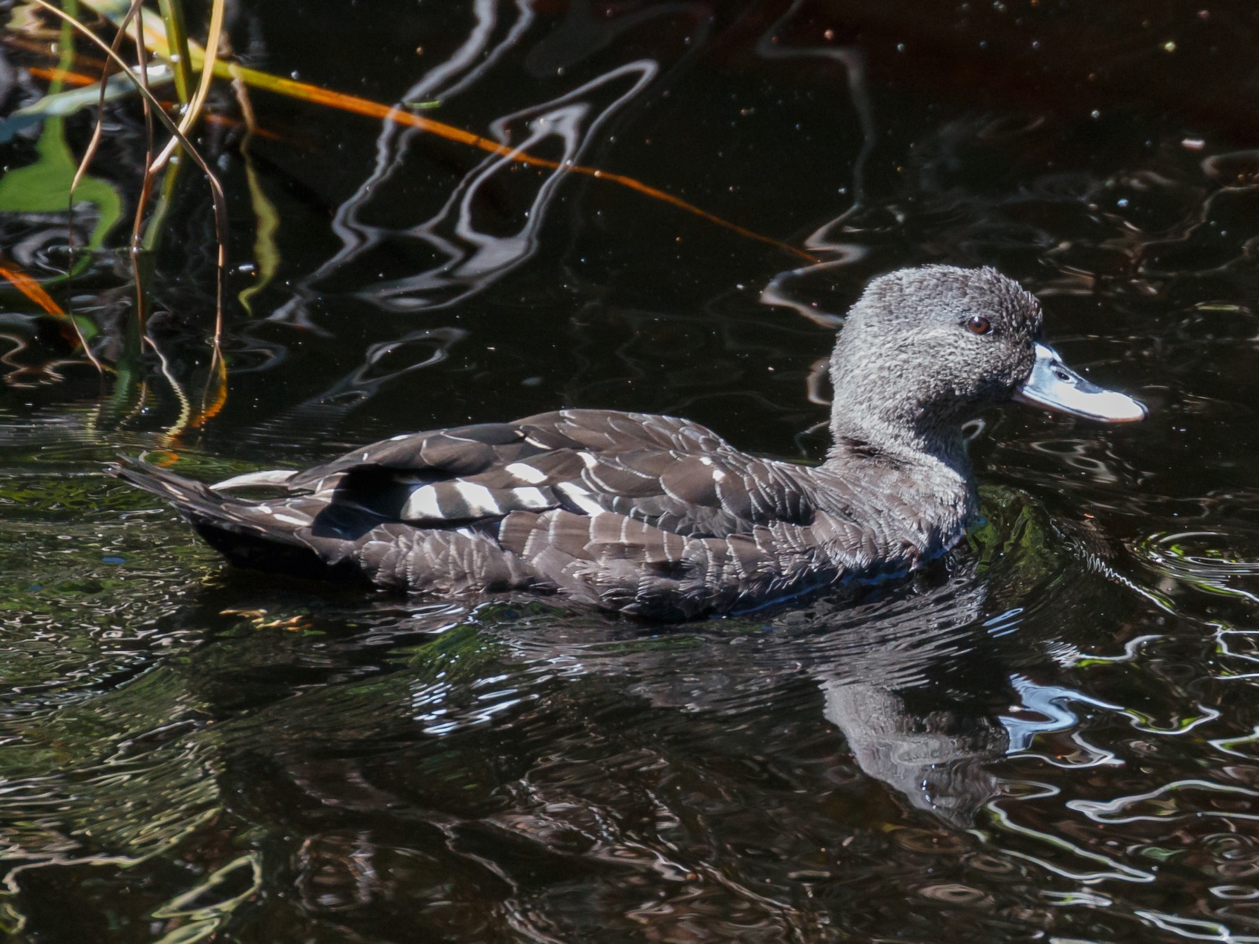 African Black Duck - eBird
