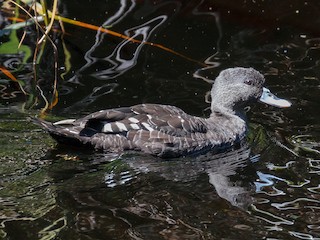 African Black Duck - eBird