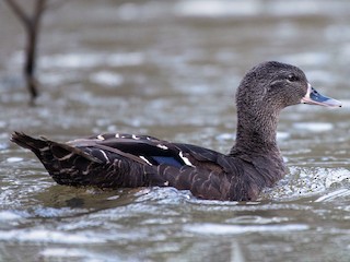 Duck With Afro American Black Duck Identification, All About Birds,