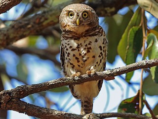 African Barred Owlet - eBird