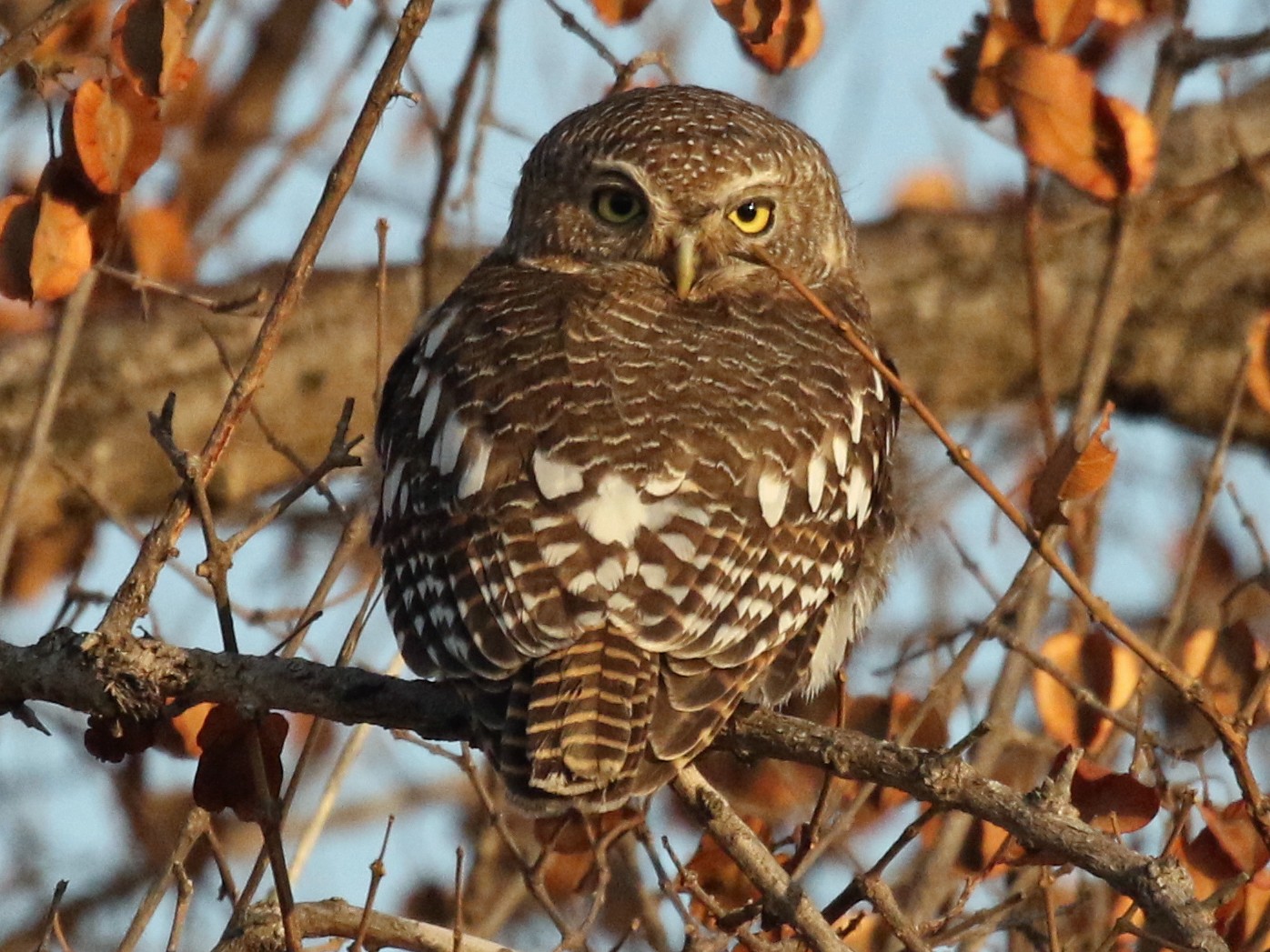 African Barred Owlet - eBird