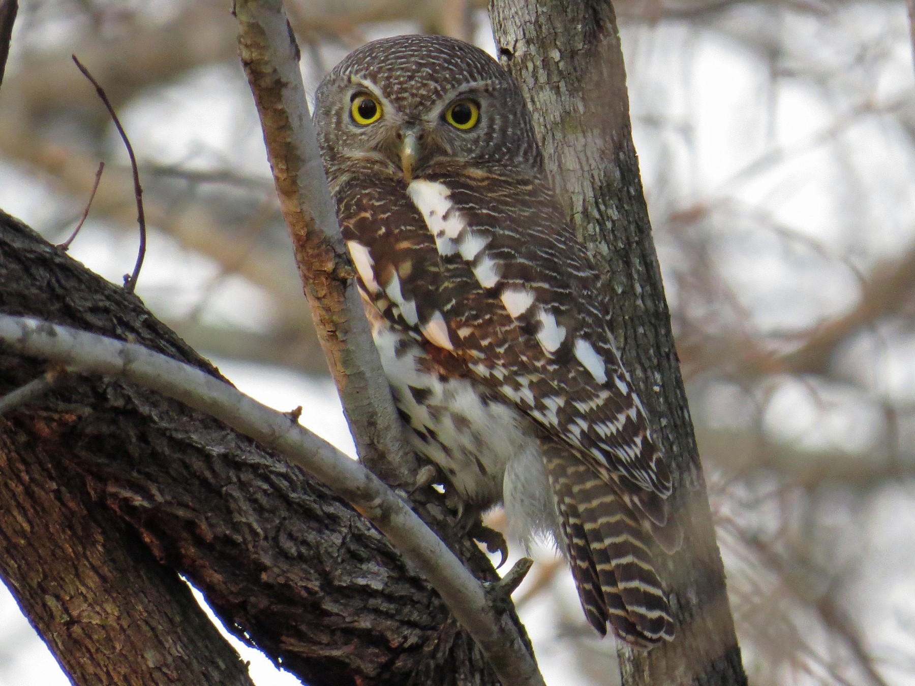 African Barred Owlet - eBird