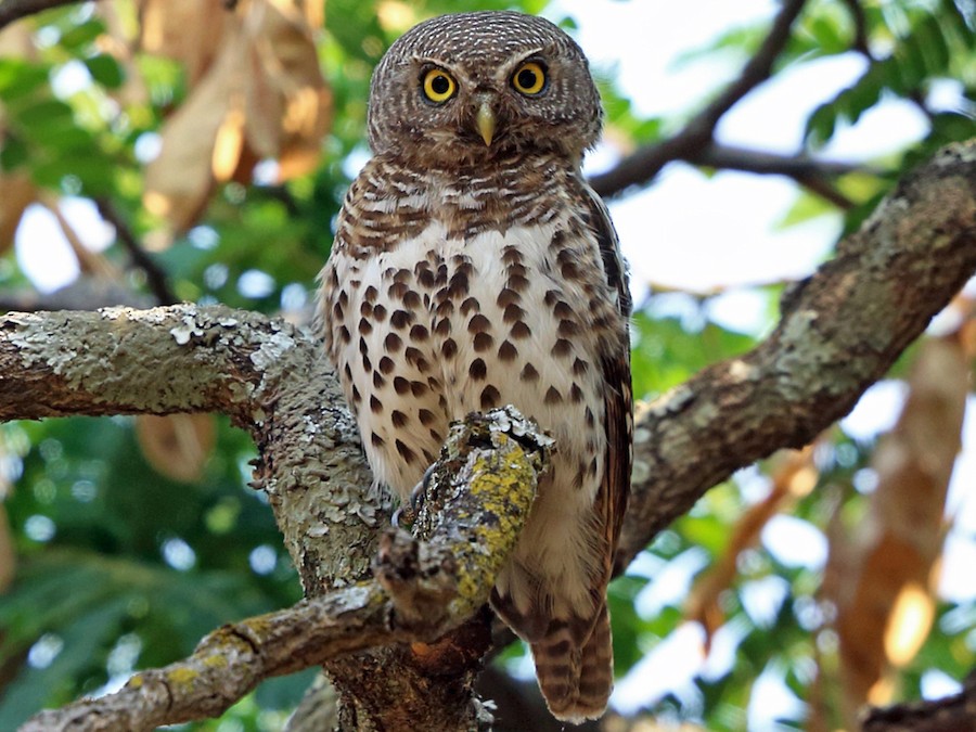 African Barred Owlet - eBird