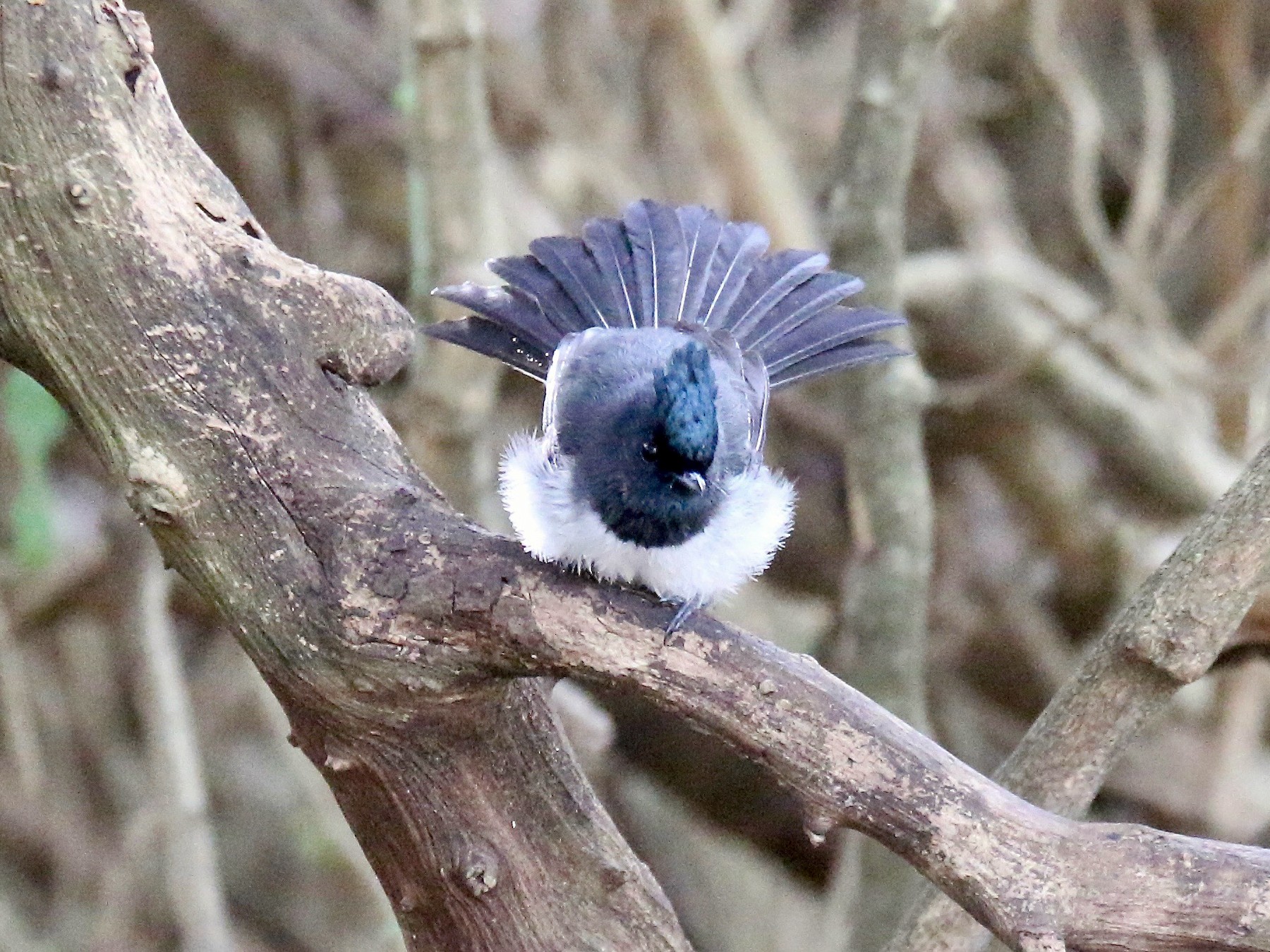 African Crested Flycatcher - eBird